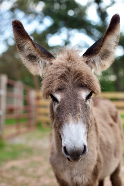 Gracie decoupage template – Southern Designs and Finds